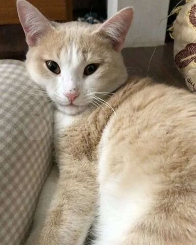 Кот Мартин