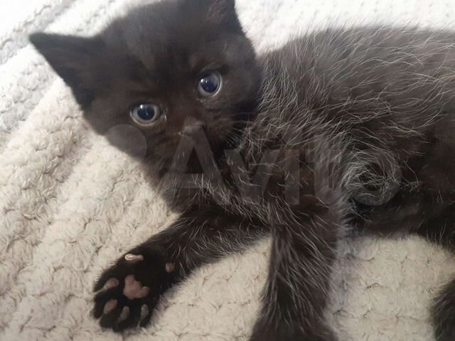 Котёнок в хорошие руки