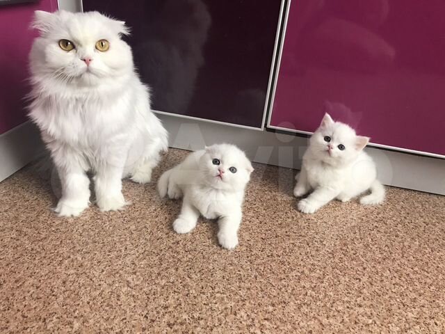 Шотланские белоснежные котята фолд и страйт