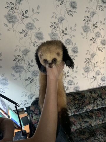 Хорек с клеткой