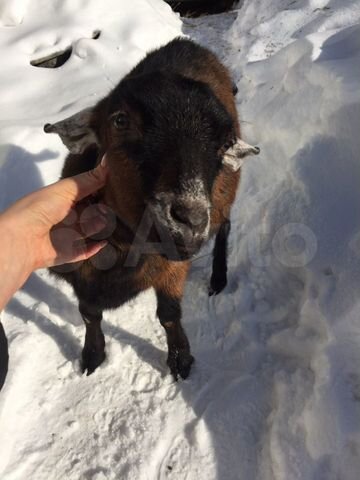 Козы. Чешско-Нубийские козы