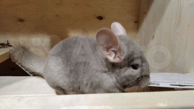 Шиншиллы 3 месяца