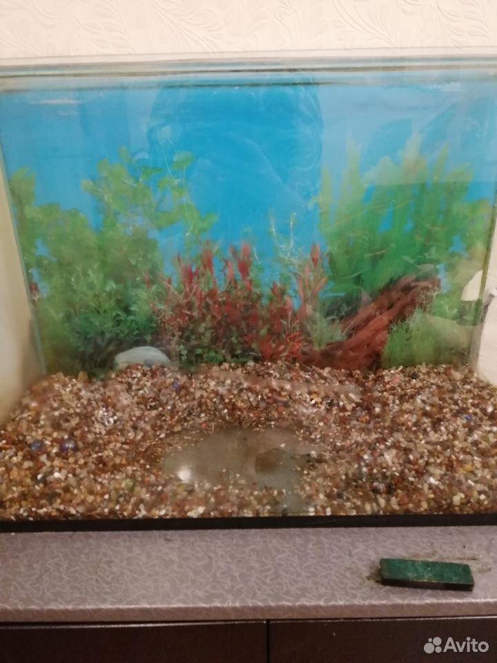 Аквариум и все к нему