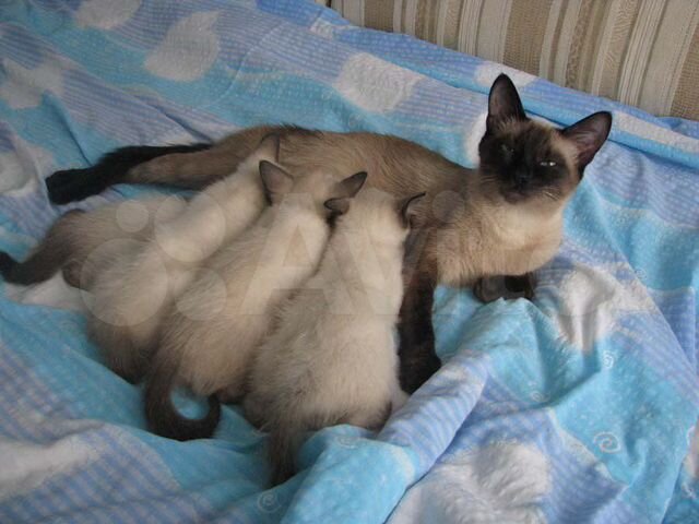 Тайские котята