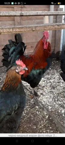 Петухи черно-медный маран возраст 11 мес