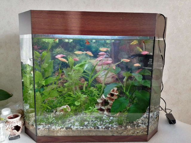 Аквариум с рыбками
