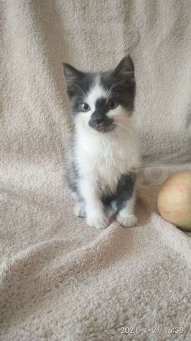 Котёнок