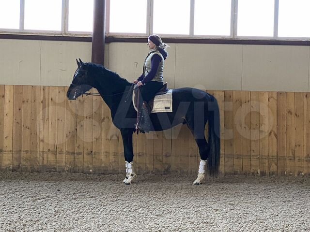 Молодой Ганновер