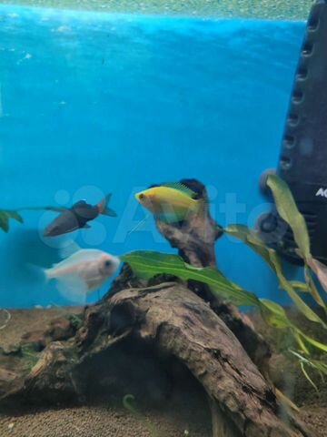 Гурами медовый жёлтый