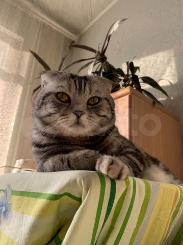 Кот на вязку вислоухий