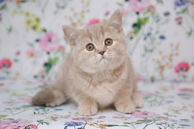 Британский котенок