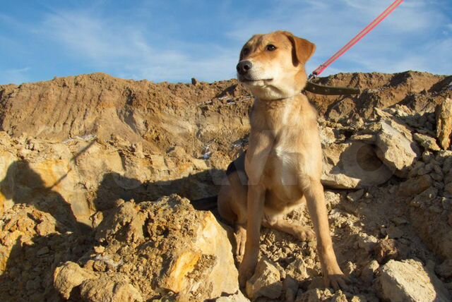 Помесь Бигль с Эстонской гончей
