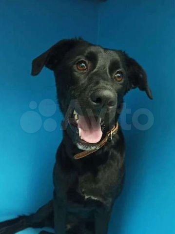 Собака Гретта ищет дом