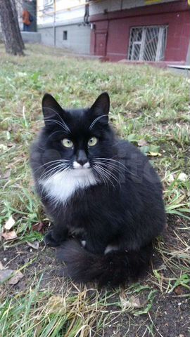 Котик и кошка (необычная пара)