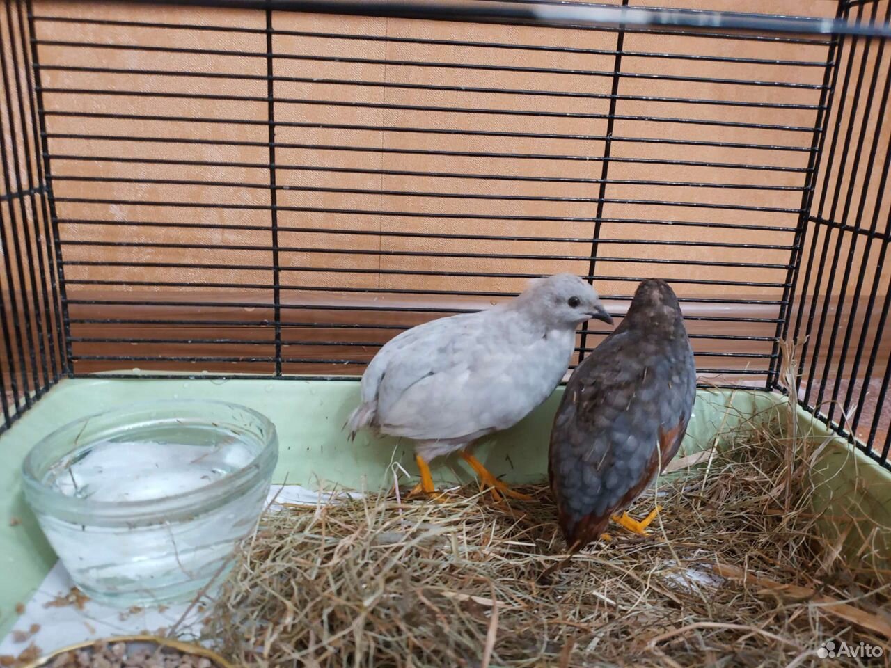 Китайские перепела