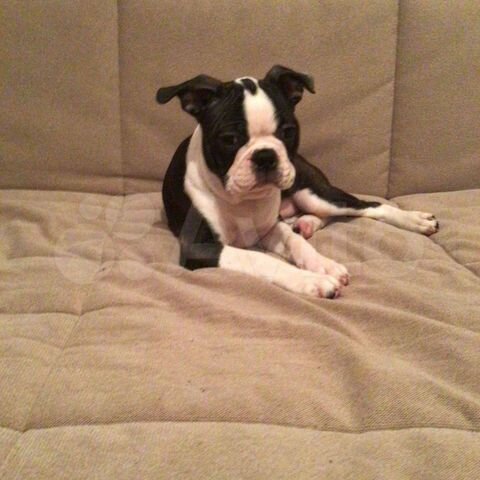 Щенки Бостон терьера