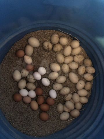 Инкубационное яйцо индоутки, куриные