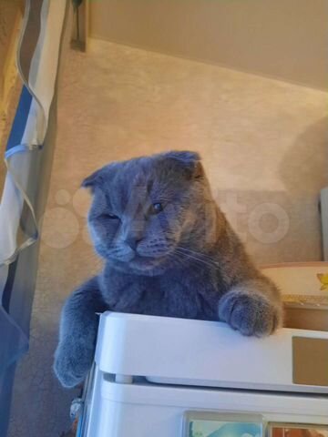 Шотландский кот вязка
