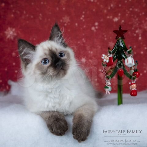 Очаровательный котенок Рэгдолл Ragdoll