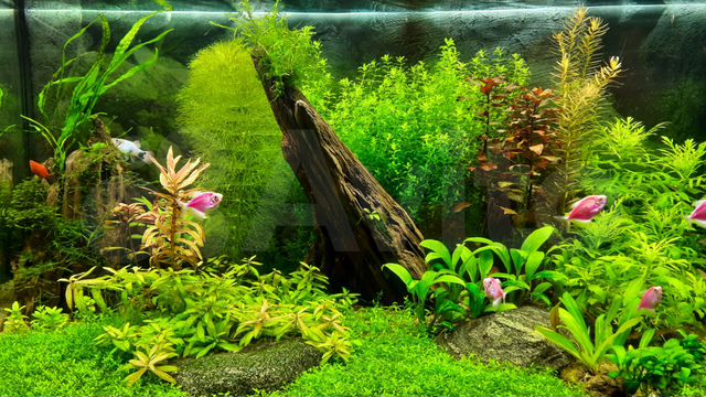 Аквариумные растения