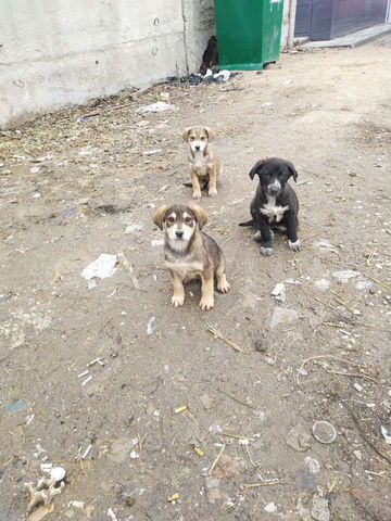 Милые щеночки бесплатно