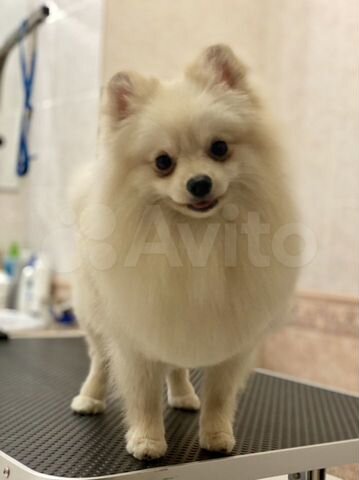 Щпиц мини вязка