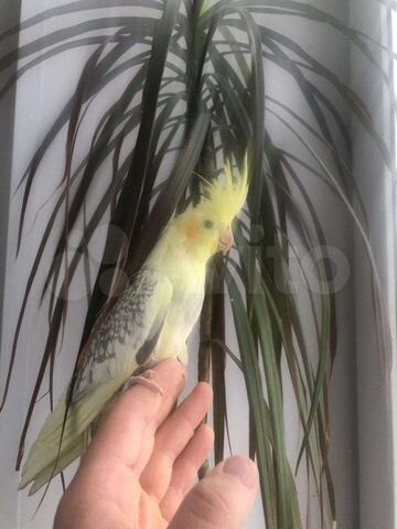 Корелла ручной