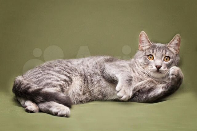 Малыш Сильвер ищет дом