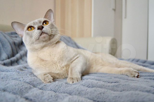 Вязка с котом бурманской породы