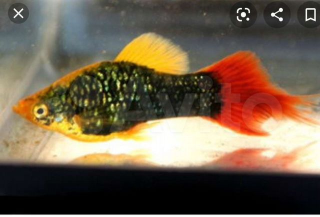Гавайская пецилия рыбка