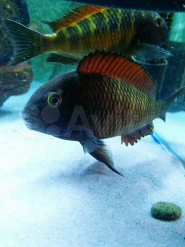 Tropheus Moorii Ilangi yеllow