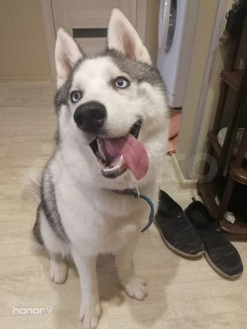 Молодой кобель хаски