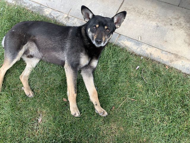 Мальчик ушастик