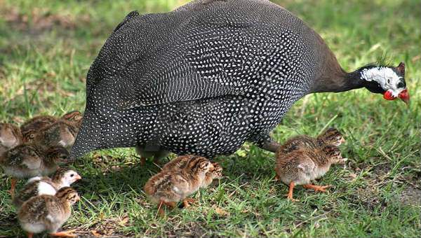 Цесарка бройлерная