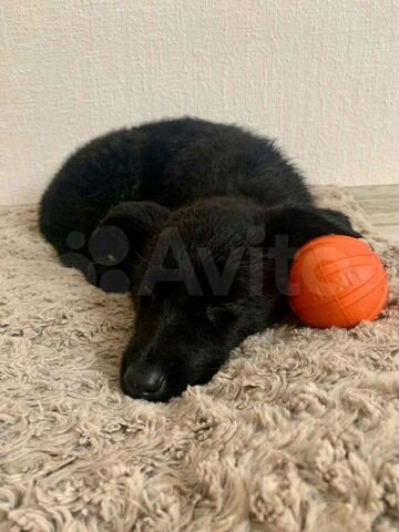 Щенки в добрые руки