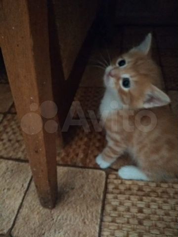 Котенок рыжик, 1.5 мес