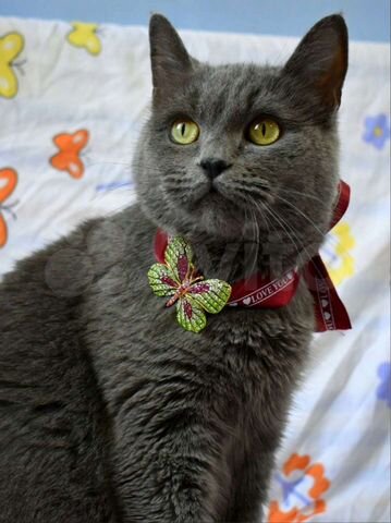 Кошка Маргошка
