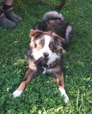 Бордер-колли в добрые руки