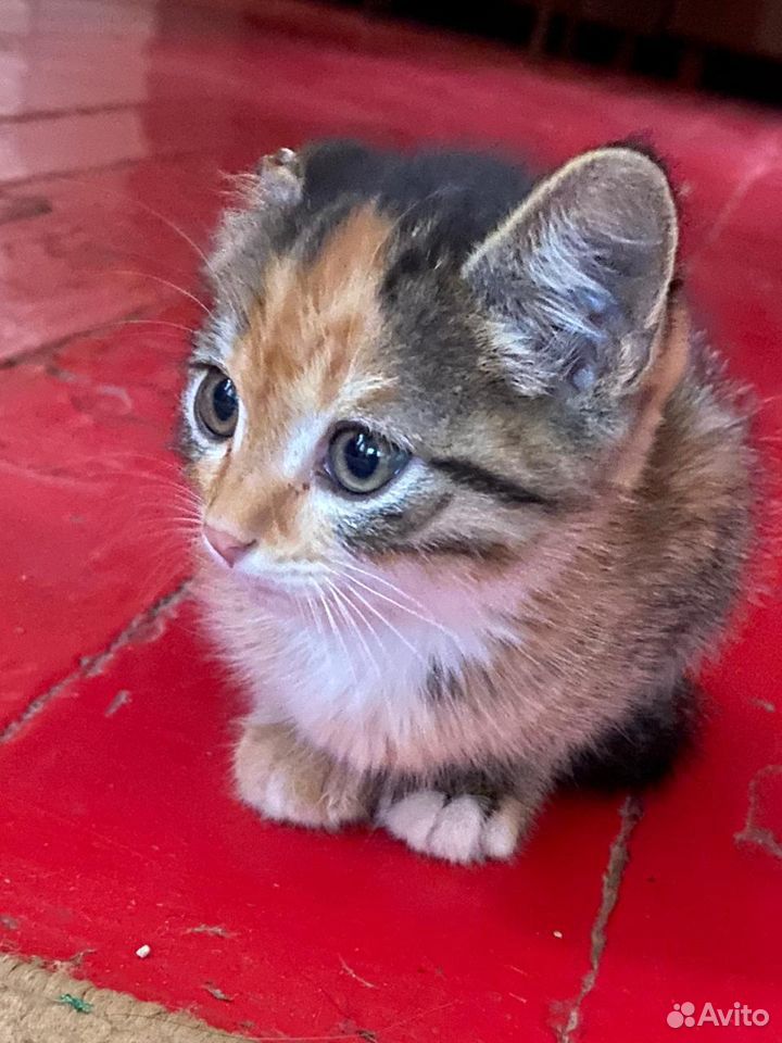 Малыши в добрые руки