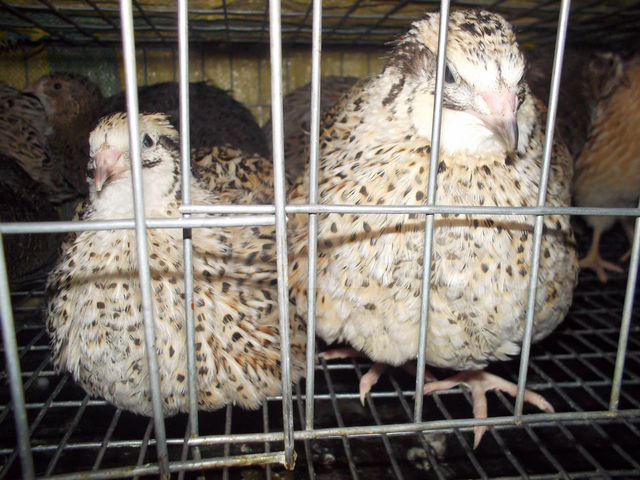 Перепела Техасец и Феникс золотистый