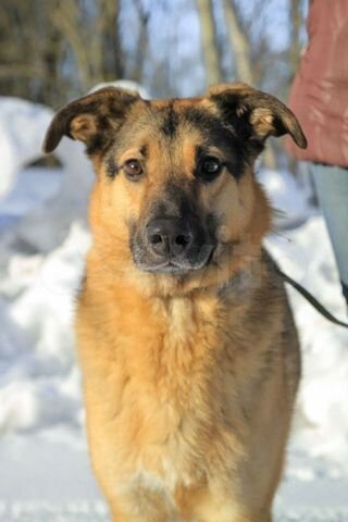 Бремен ищет дом