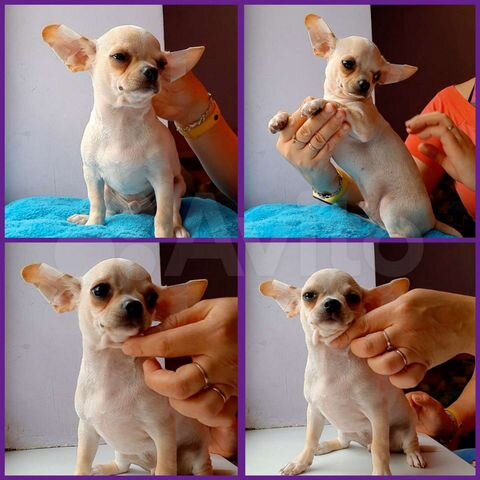 Чихуахуа шикарный ушастик Ильяс