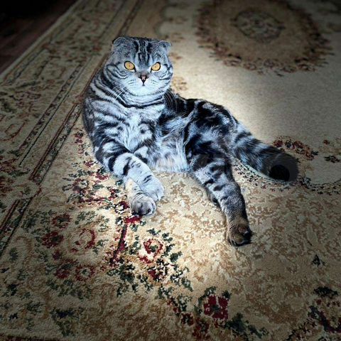 Британец,вислоухий с прививками на вязку