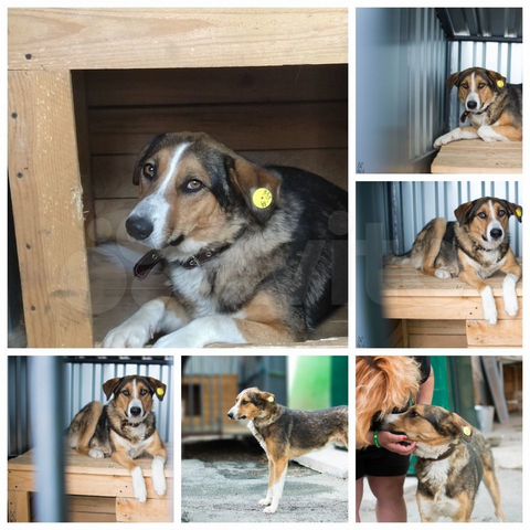 Юпи ищет дом