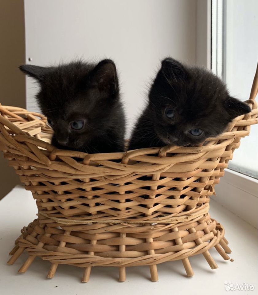 Котёнок