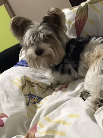 Вязка бивер