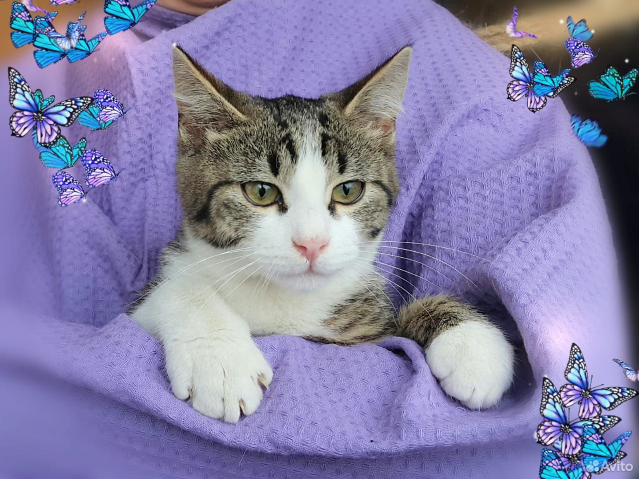 Отдаем шикарных котят в добрые руки