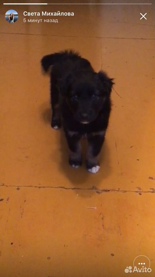 Собака дворняжка