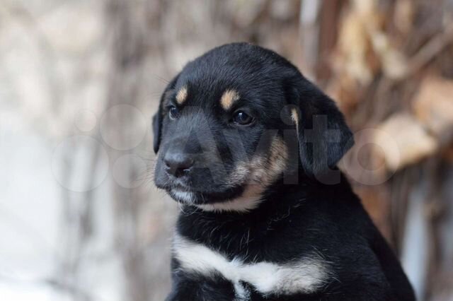 Щенок бесплатно