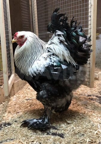 Петух Брама лосось